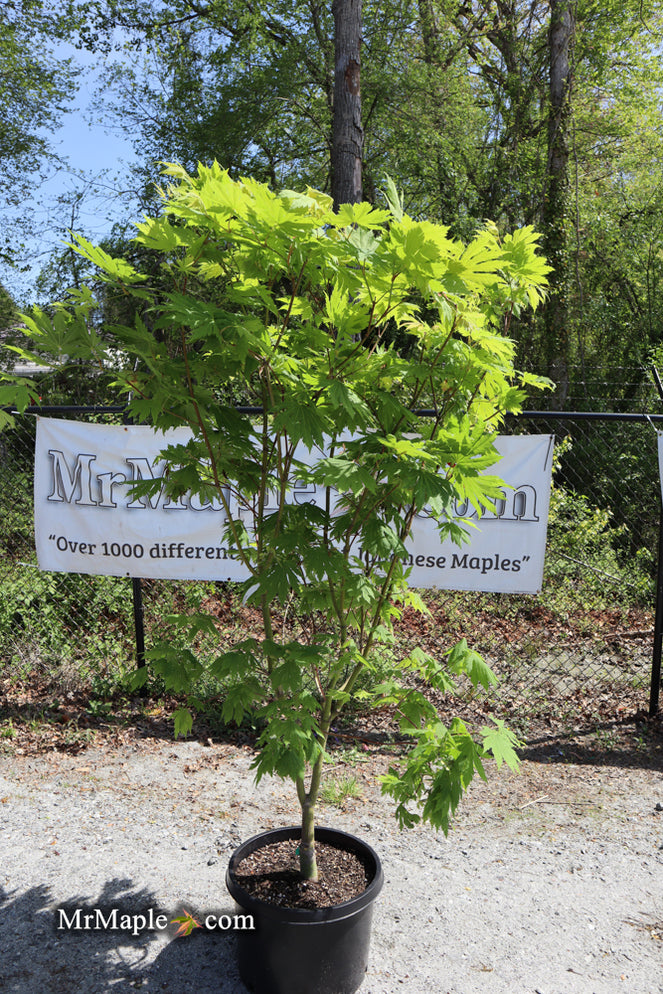 Buy Acer japonicum 'Yama kage' Mountain Shadows Full Moon Japanese ...