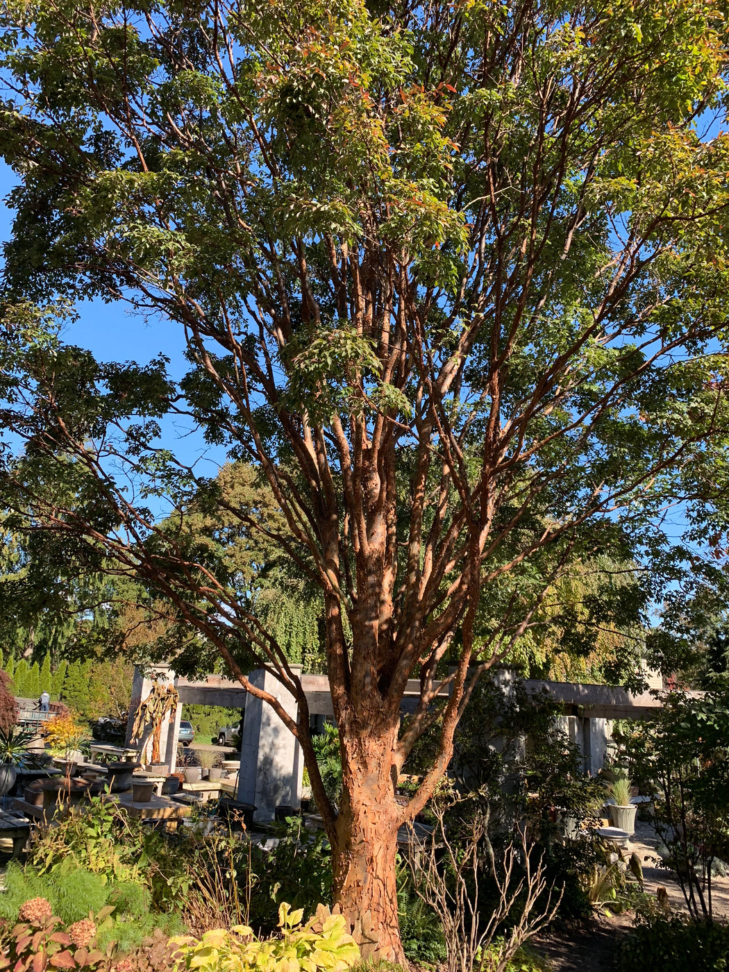 Buy Acer griseum - Paperbark Maple — Mr Maple │ Buy Japanese Maple Trees