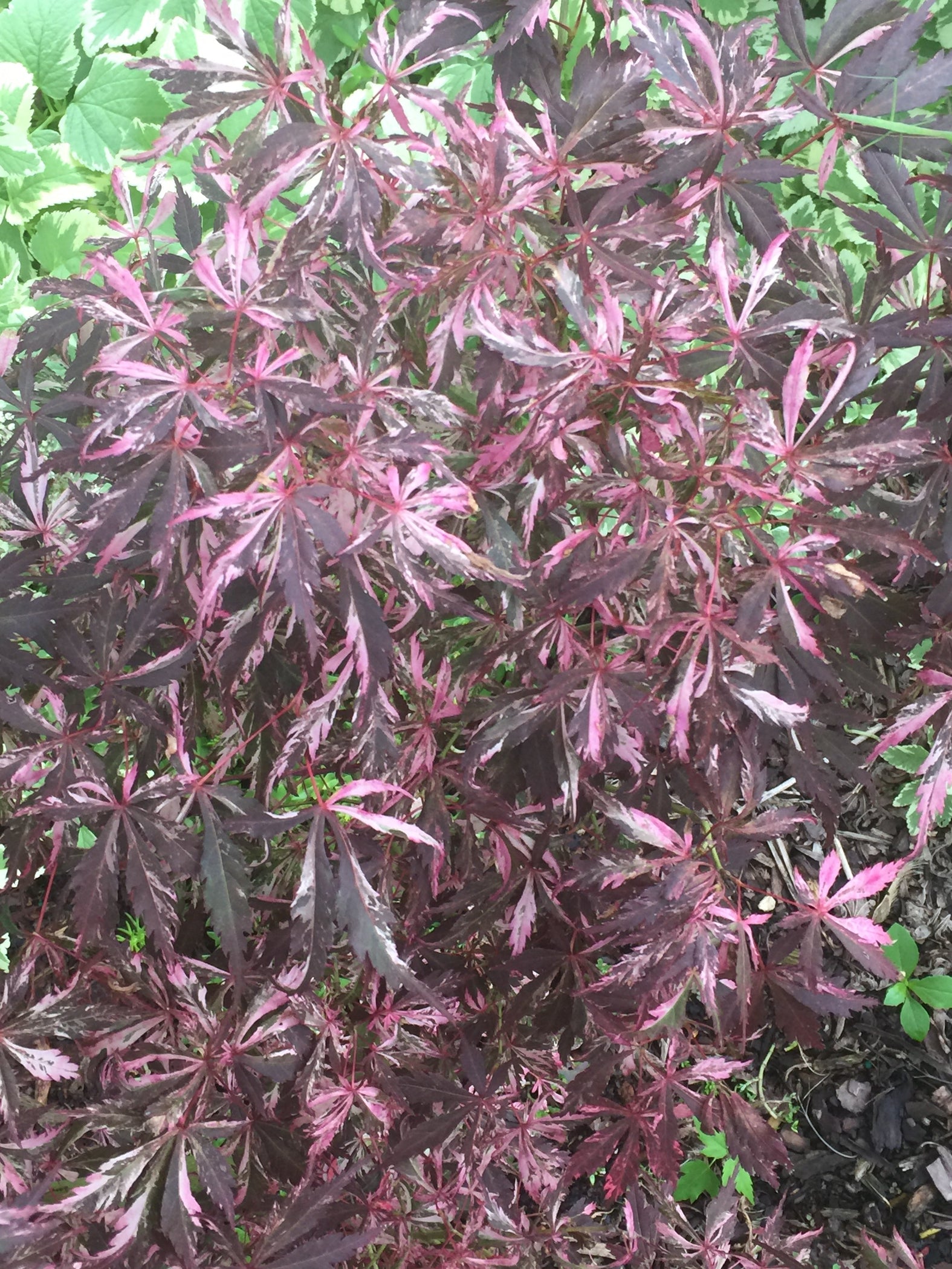 Buy Acer palmatum 'Lileeanne's Jewel' Japanese Maple — Mr Maple │ Buy ...
