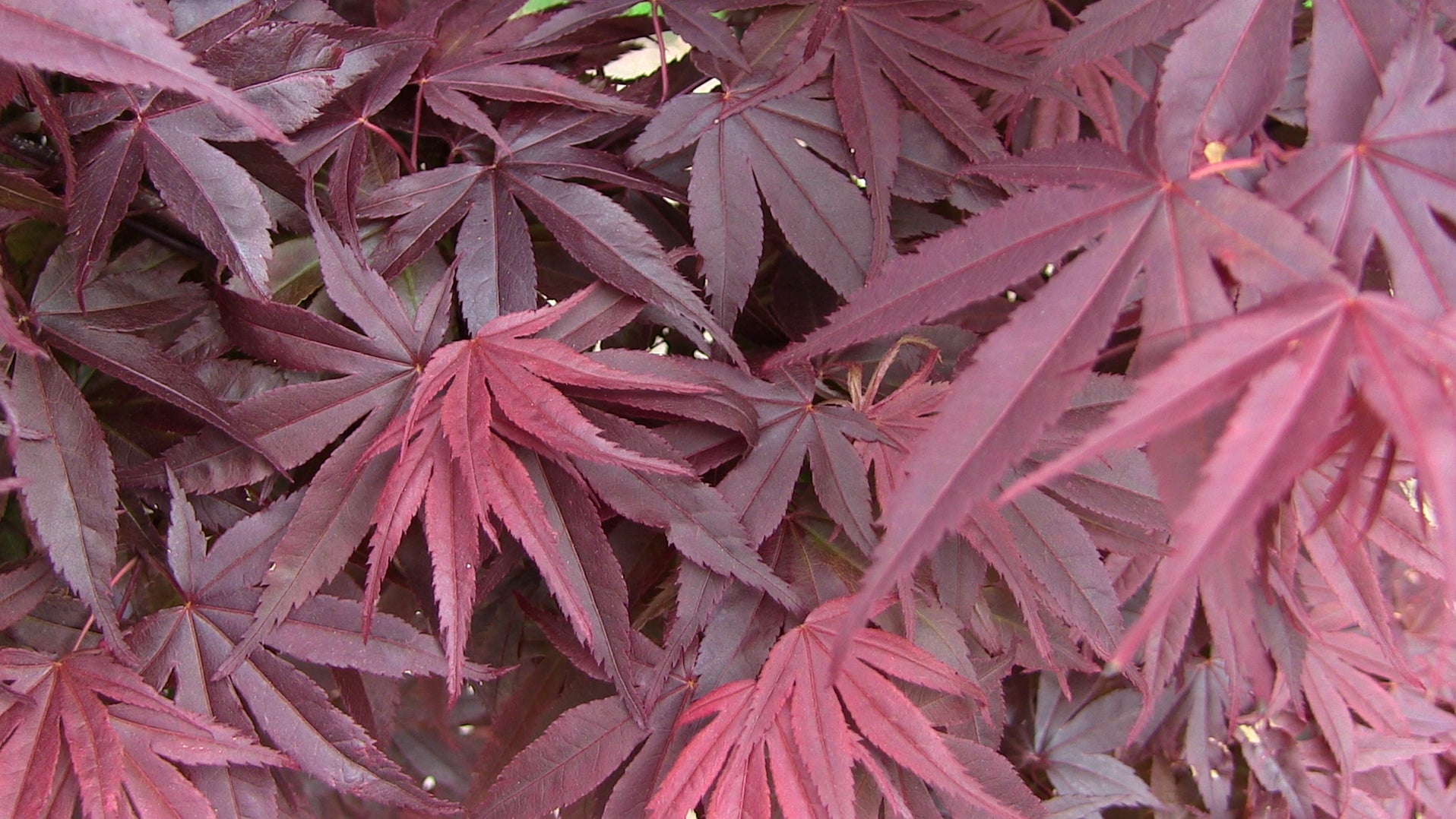 Buy Acer palmatum 'Emperor 1' Red Japanese Maple — Mr Maple │ Buy ...