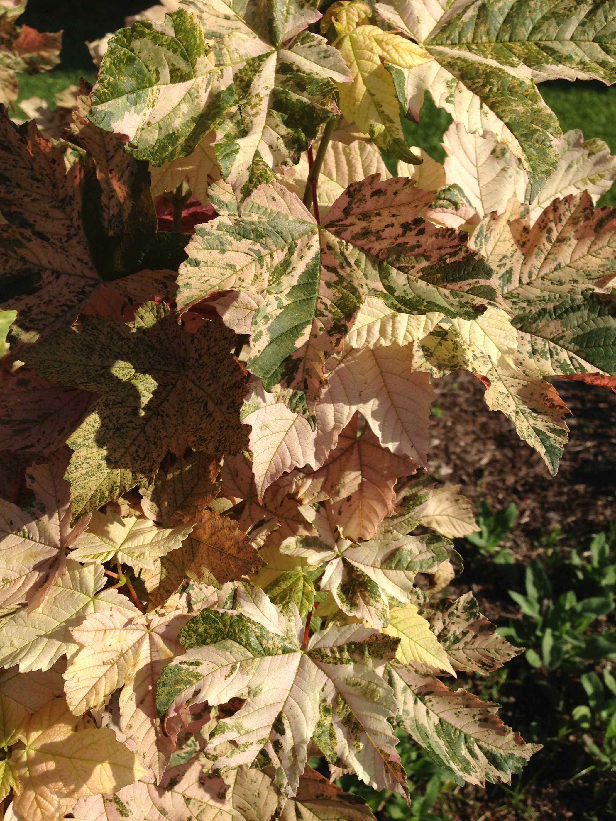 Buy Acer pseudoplatanus 'Esk Sunset' Rare Variegated Eskimo Sunset ...