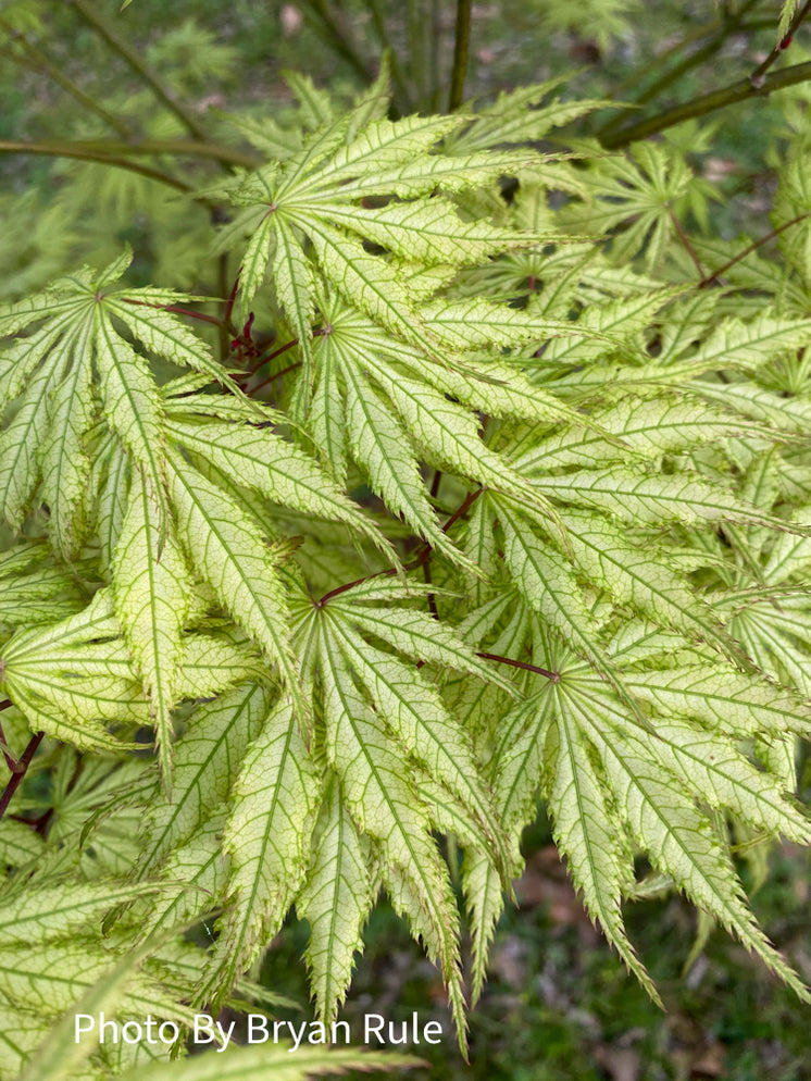 Buy Acer palmatum 'Grandma Ghost' Japanese Maple — Mr Maple │ Buy ...