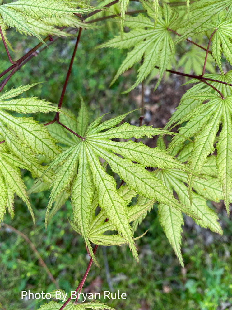 Buy Acer palmatum 'Grandma Ghost' Japanese Maple — Mr Maple │ Buy ...