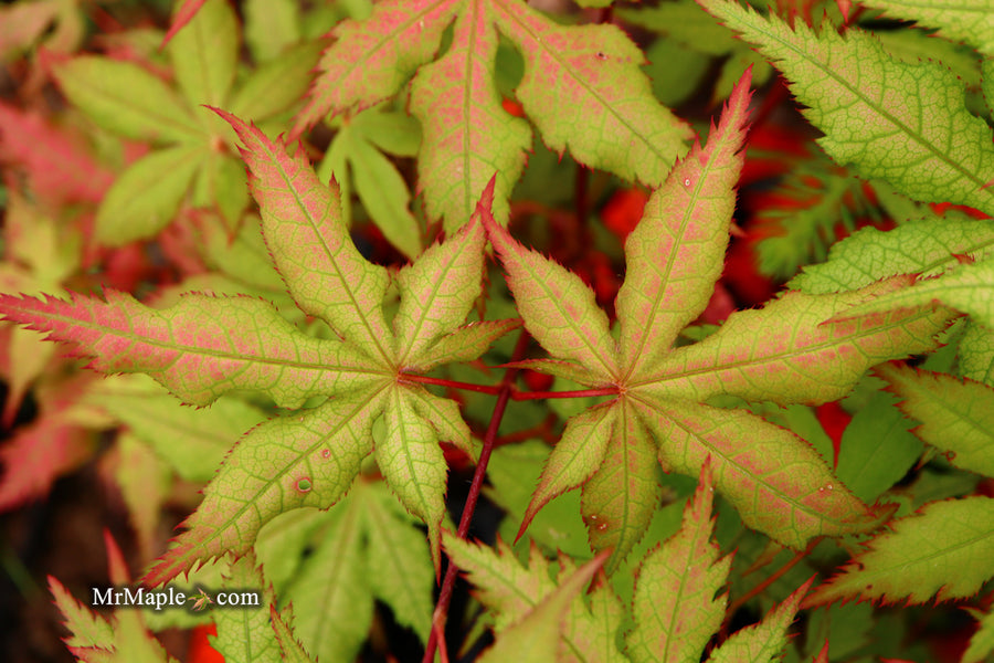 Buy Acer palmatum 'Ruby de Sofia’ Japanese Maple — Mr Maple │ Buy ...
