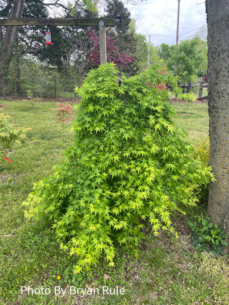 Buy Acer palmatum 'Ryusen' Japanese Maple — Mr Maple │ Buy Japanese ...