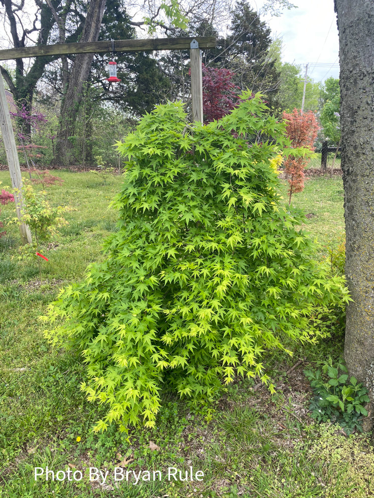 Buy Acer palmatum 'Ryusen' Japanese Maple — Mr Maple │ Buy Japanese ...