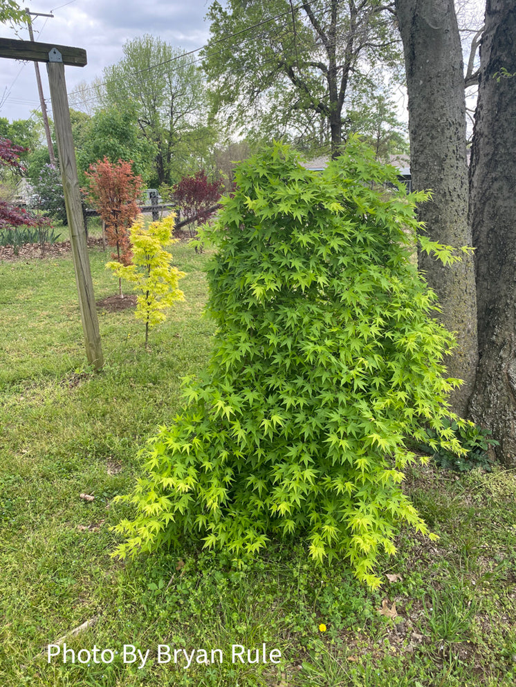 Buy Acer palmatum 'Ryusen' Japanese Maple — Mr Maple │ Buy Japanese ...