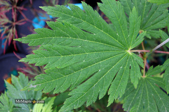 Acer japonicum ‘Rising Sun’ Japanese Maple — Mr Maple │ Buy Japanese ...