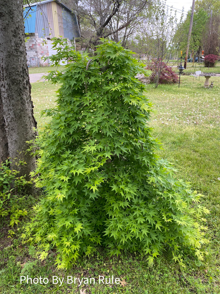 Buy Acer palmatum 'Ryusen' Japanese Maple — Mr Maple │ Buy Japanese ...