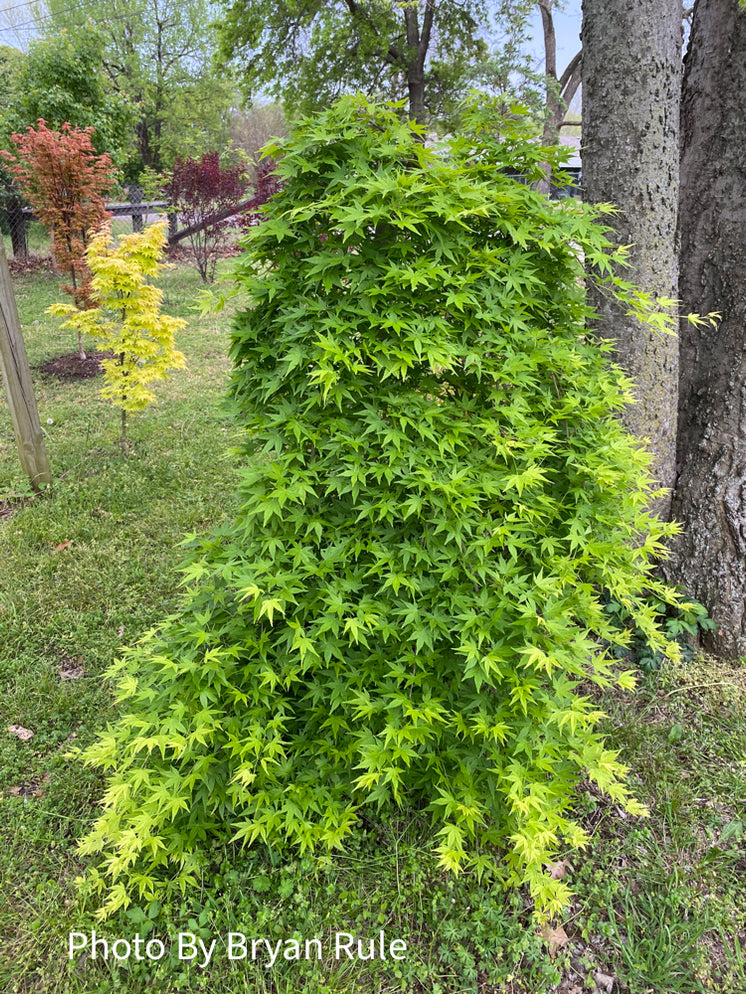 Buy Acer palmatum 'Ryusen' Japanese Maple — Mr Maple │ Buy Japanese ...