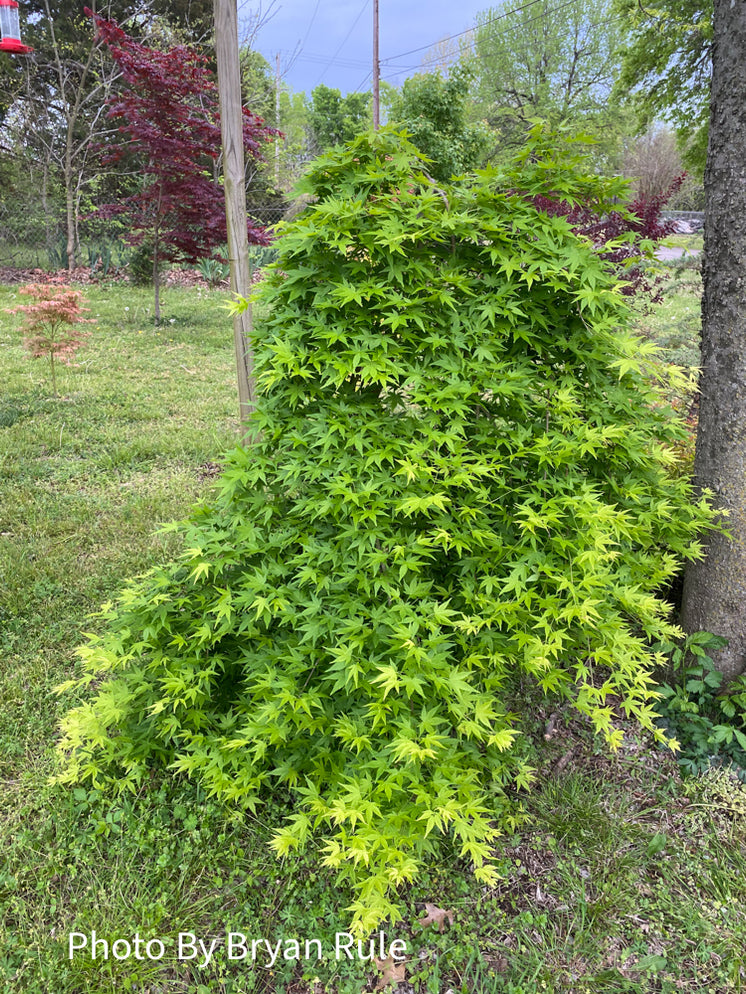 Buy Acer palmatum 'Ryusen' Japanese Maple — Mr Maple │ Buy Japanese ...