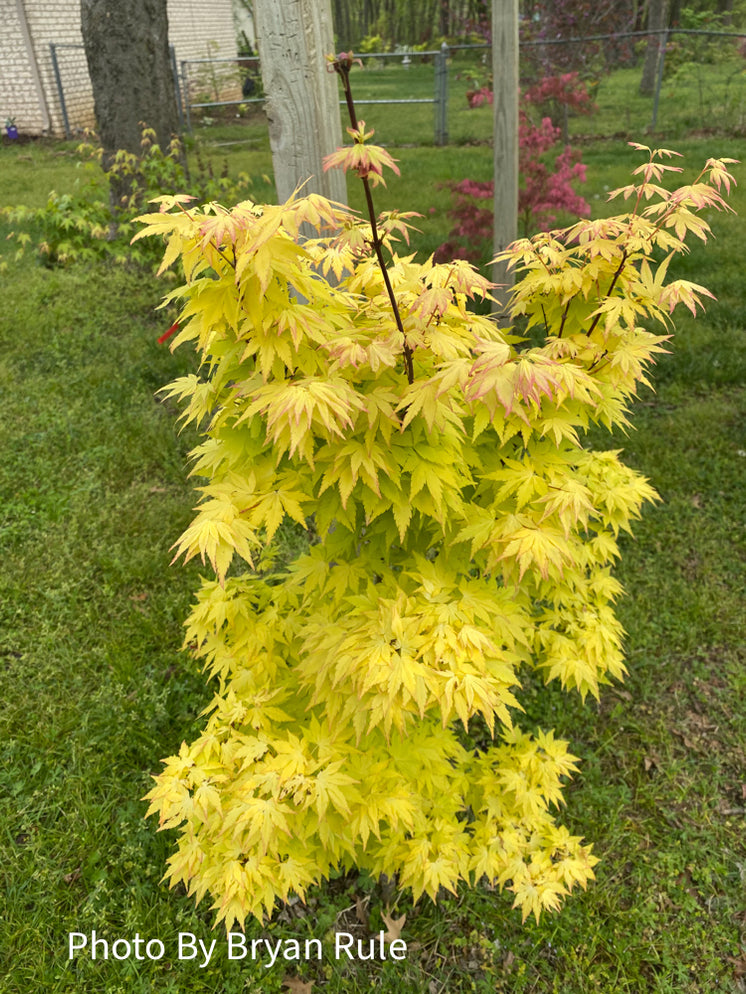 Buy Acer palmatum 'Orange Dream' Japanese Maple — Mr Maple │ Buy ...