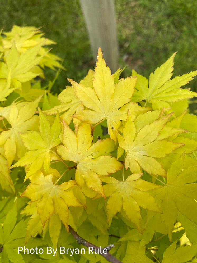 Buy Acer palmatum 'Orange Dream' Japanese Maple — Mr Maple │ Buy ...