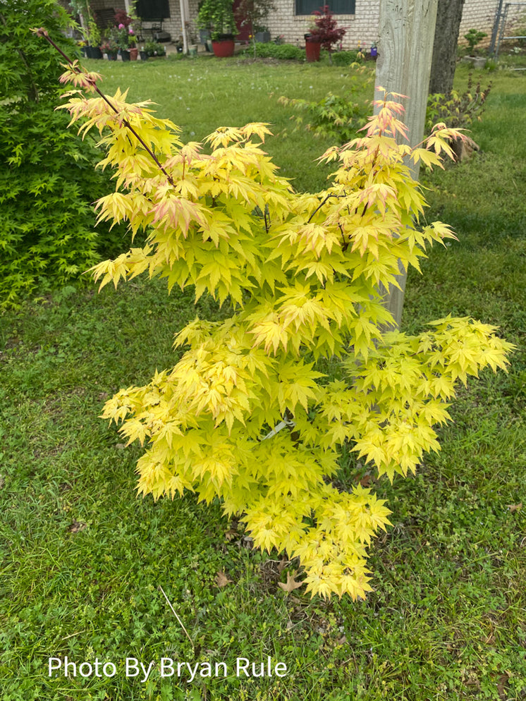 Buy Acer palmatum 'Orange Dream' Japanese Maple — Mr Maple │ Buy ...