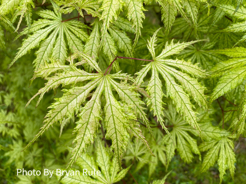 Buy Acer palmatum 'Grandma Ghost' Japanese Maple — Mr Maple │ Buy ...
