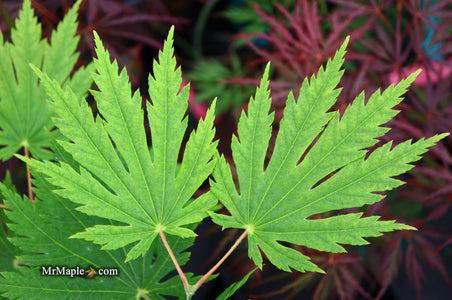 Acer japonicum ‘Rising Sun’ Japanese Maple — Mr Maple │ Buy Japanese ...