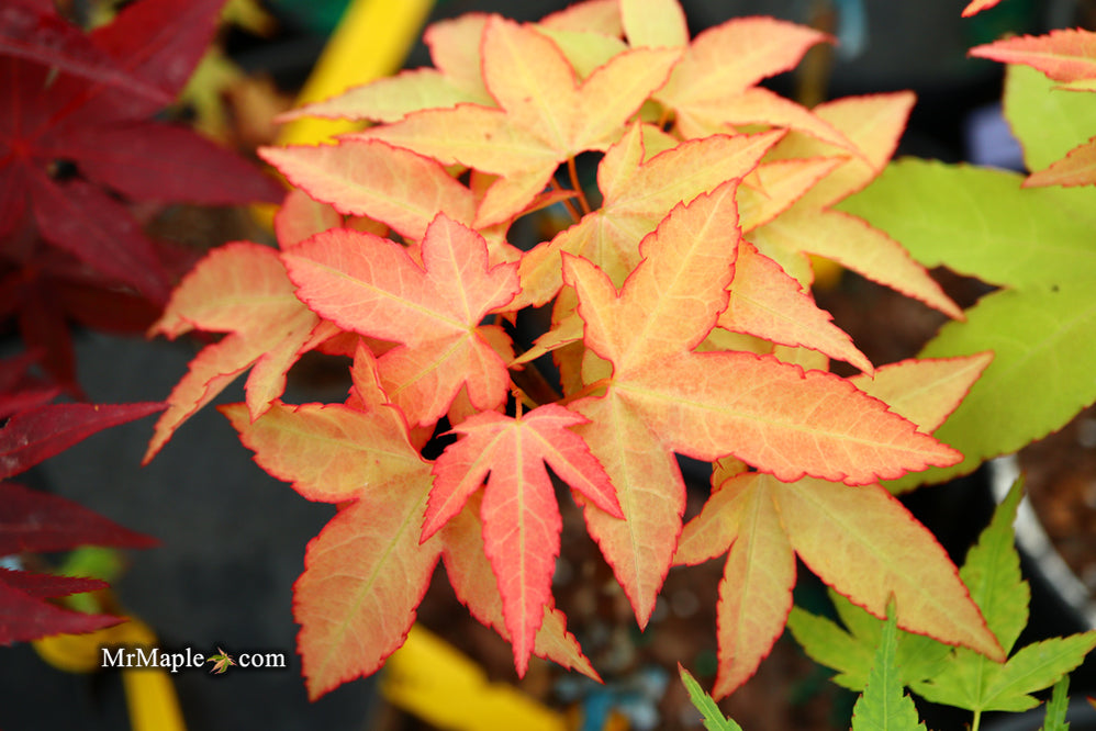 Buy Japanese Maples - MrMaple — Mr Maple │ Buy Japanese Maple Trees