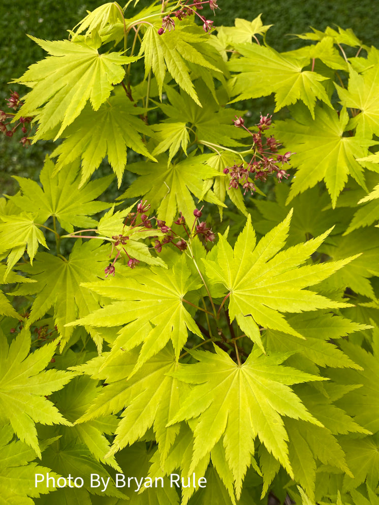 Buy Acer shirasawanum 'Jordan' Golden Full Moon Japanese Maple — Mr ...