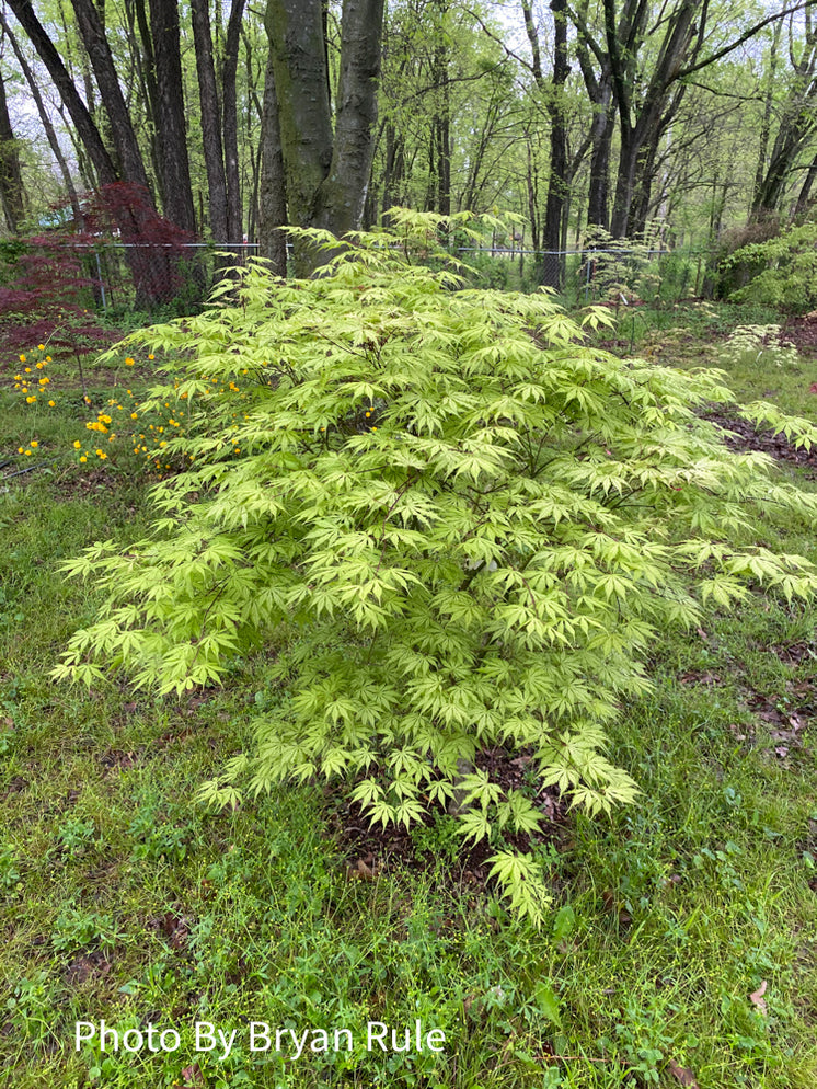 Buy Acer palmatum 'Grandma Ghost' Japanese Maple — Mr Maple │ Buy ...