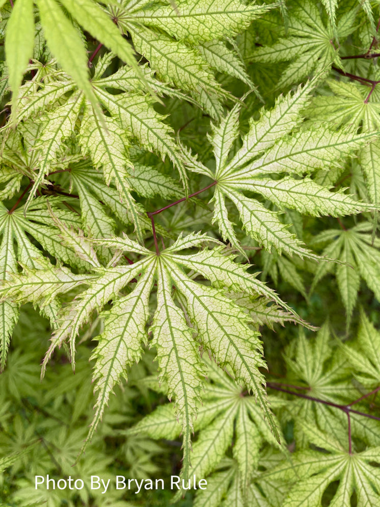 Buy Acer palmatum 'Grandma Ghost' Japanese Maple — Mr Maple │ Buy ...