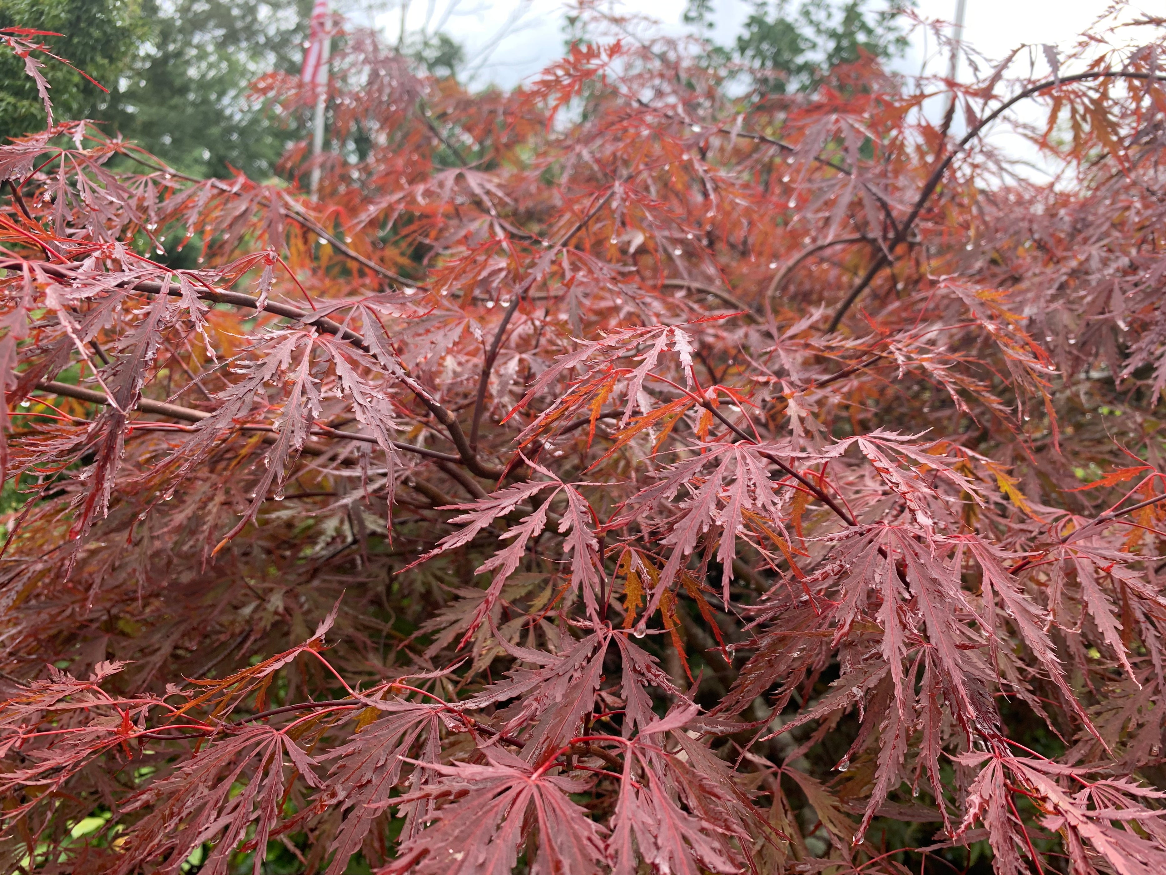 Buy Acer palmatum dissectum 'Red Dragon' Dwarf Japanese Maple — Mr ...