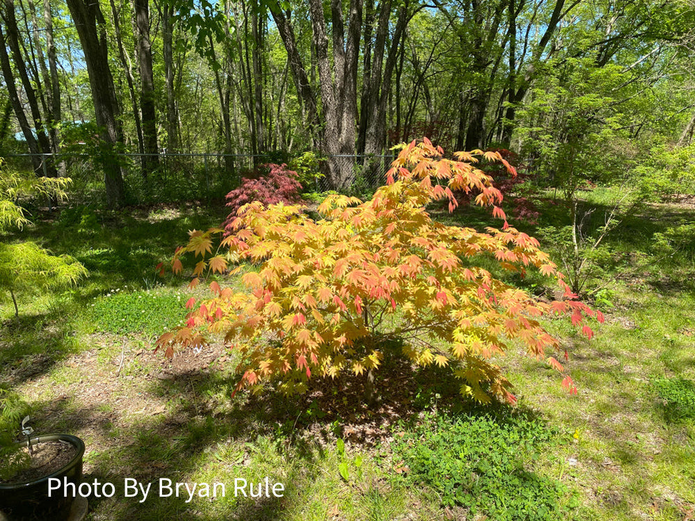Buy Acer shirasawanum Moonrise™ Full Moon Japanese Maple — Mr Maple ...