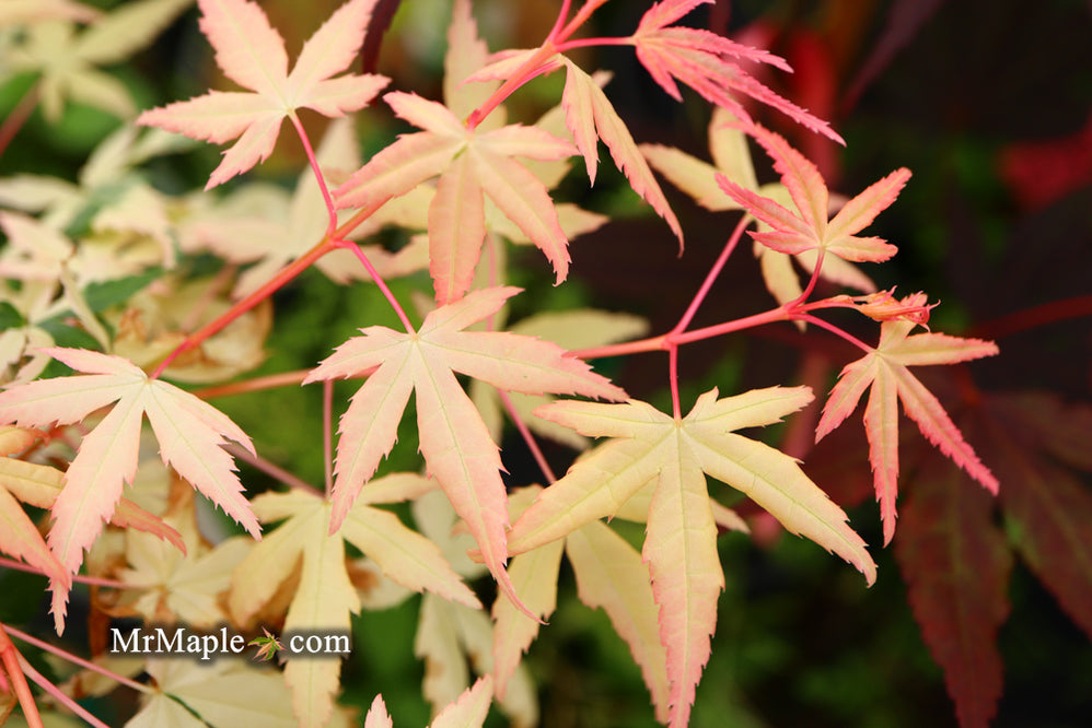 Buy Japanese Maples For Container — Mr Maple │ Buy Japanese Maple Trees
