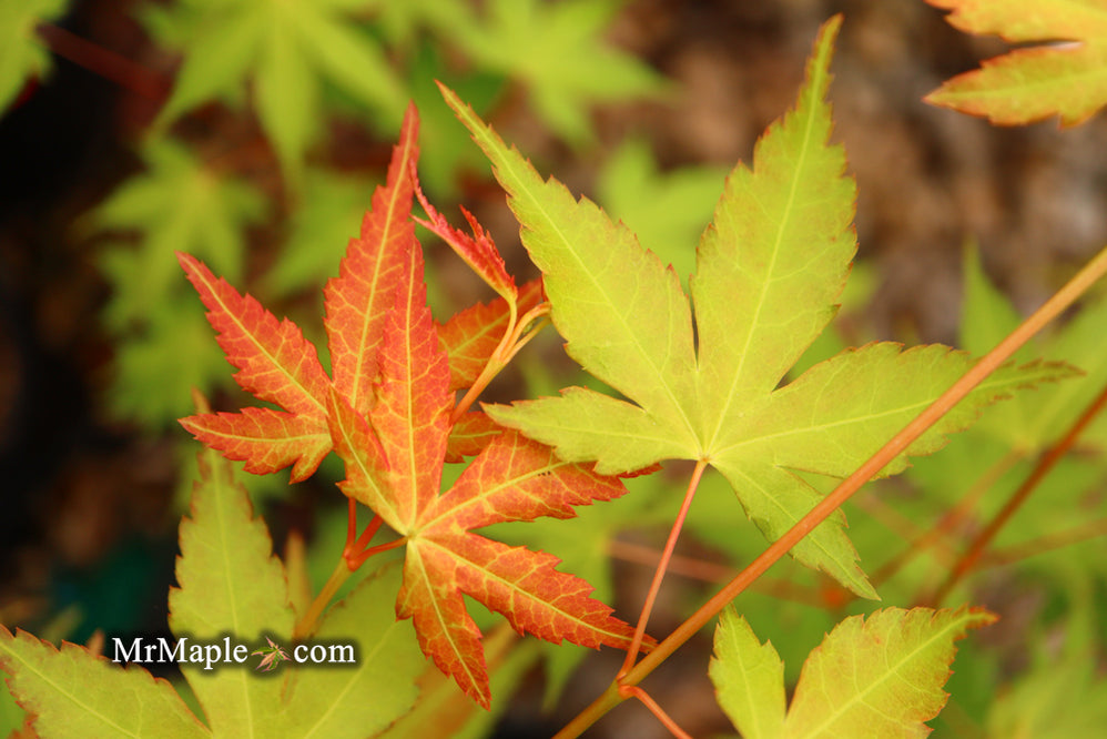 MrMaple 10 New Trees @ 10am on Tuesday — Mr Maple │ Buy Japanese Maple ...
