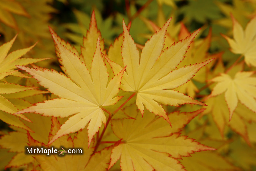 Buy Acer shirasawanum 'Jordan' Golden Full Moon Japanese Maple — Mr ...