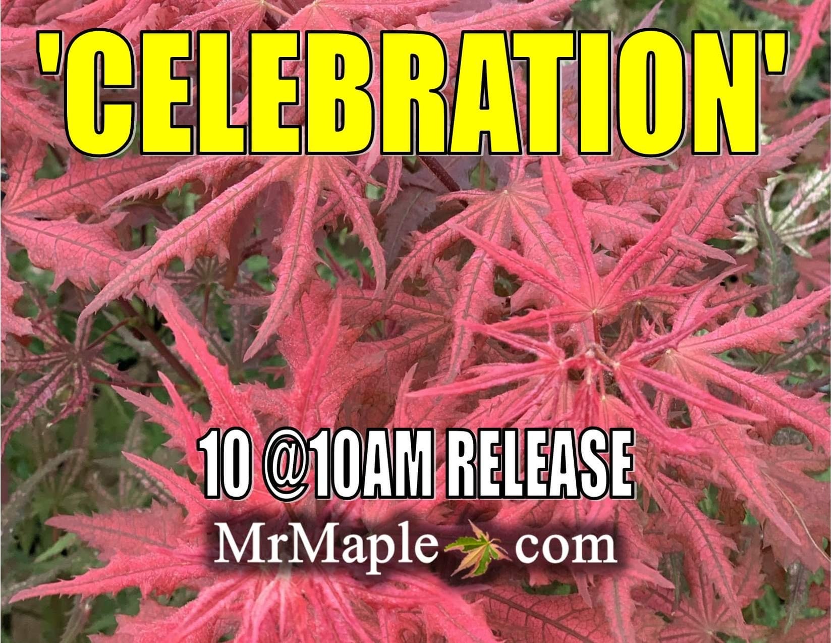Buy Acer palmatum 'Celebration' Japanese Maple — Mr Maple │ Buy ...