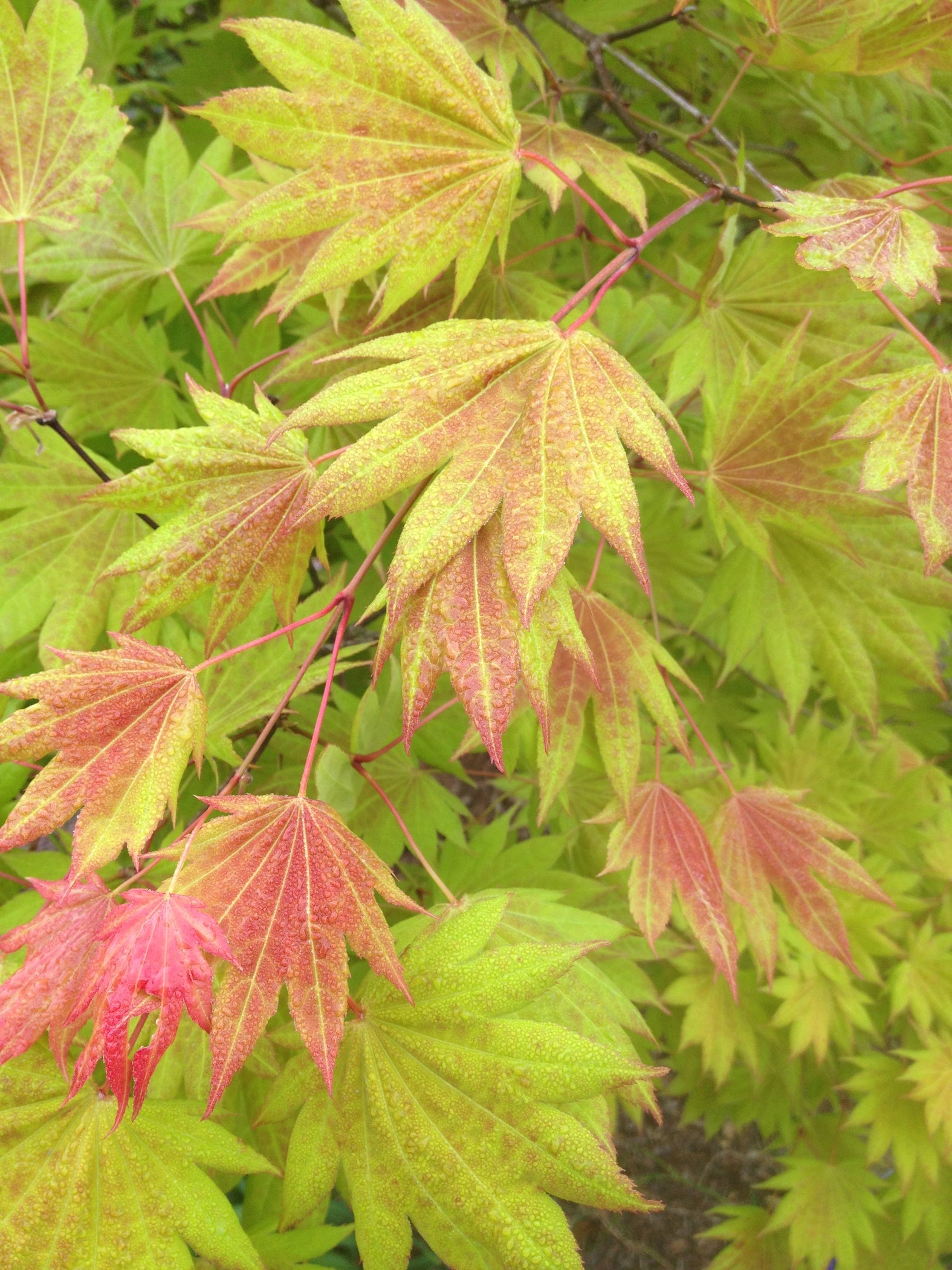 Buy Acer shirasawanum Moonrise™ Full Moon Japanese Maple — Mr Maple ...