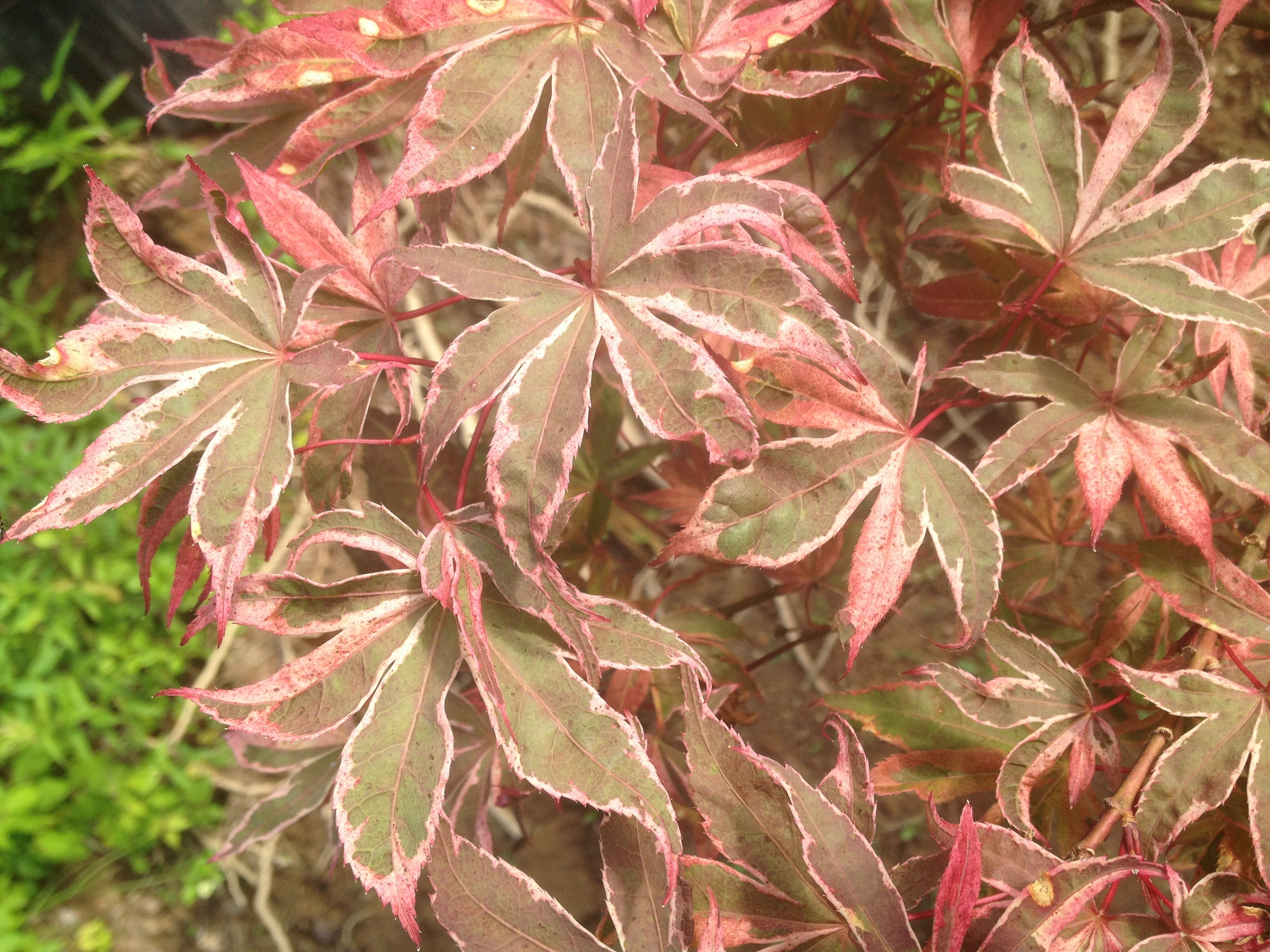 Buy Acer palmatum 'Geisha Gone Wild' Japanese Maple — Mr Maple │ Buy ...
