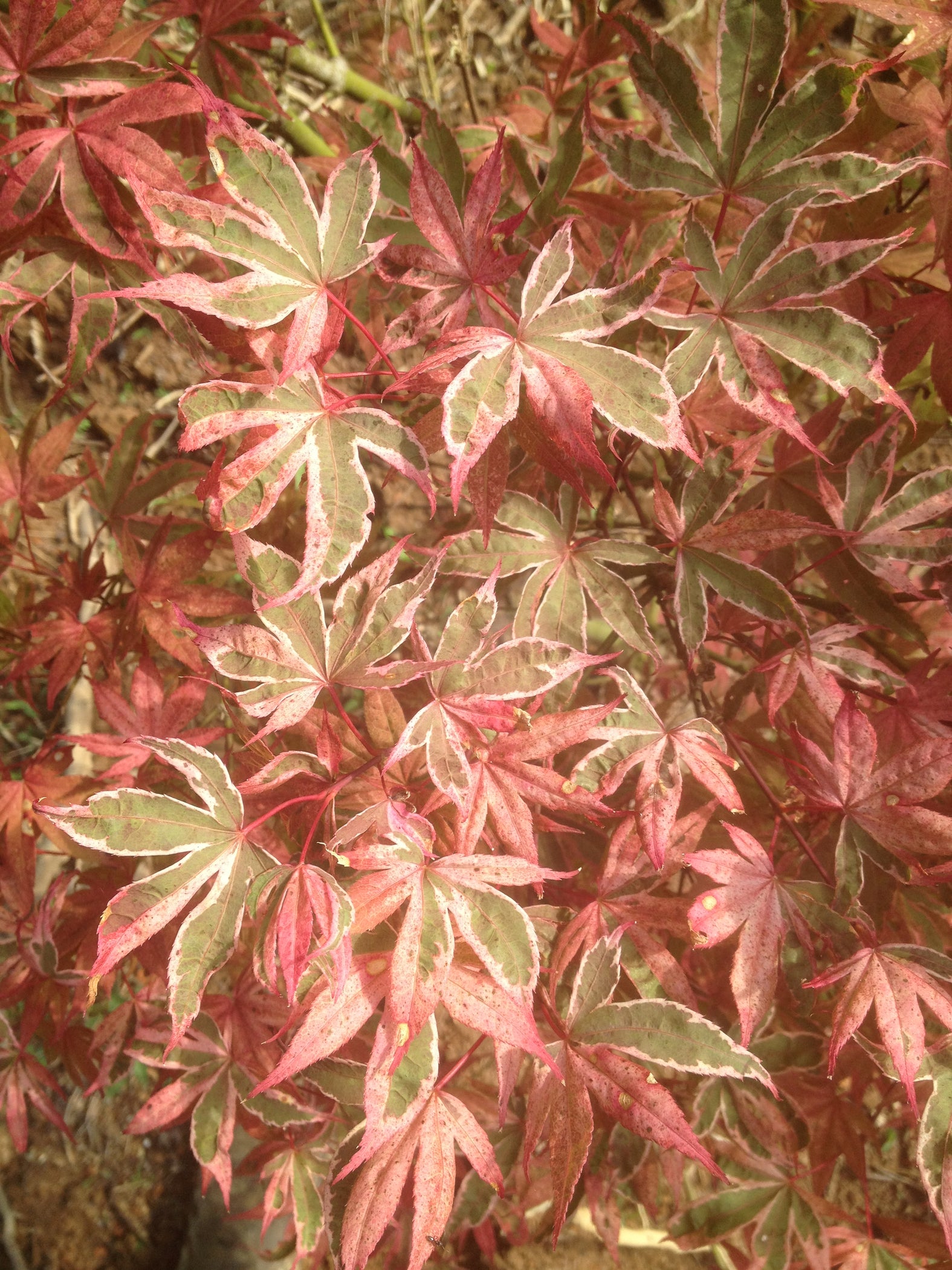 Buy Acer palmatum 'Geisha Gone Wild' Japanese Maple — Mr Maple │ Buy ...