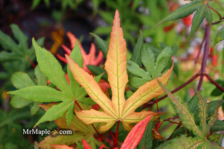 Buy Acer palmatum 'Amber Ghost' Japanese Maple — Mr Maple │ Buy ...