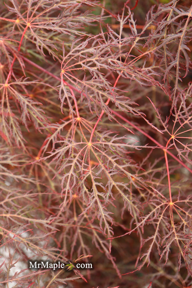 Buy Acer palmatum 'Red Filigree Lace' Dwarf Japanese Maple — Mr Maple ...