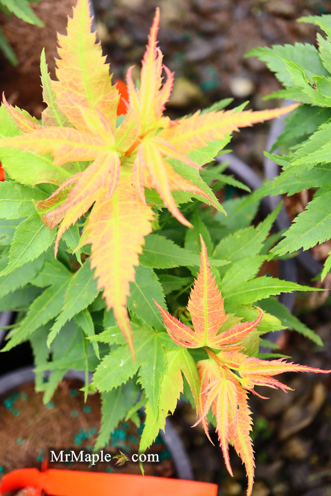 Buy Acer palmatum 'Mystic Mikawa' Miniature Japanese Maple — Mr Maple ...