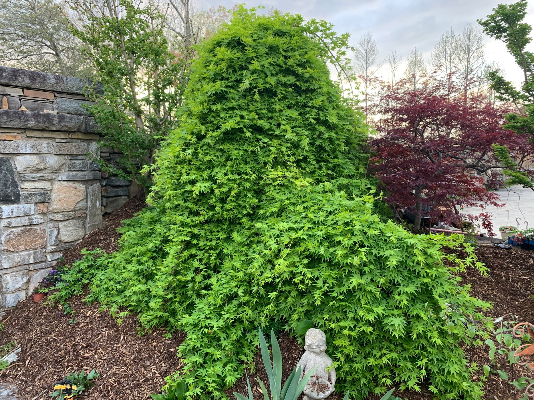 Buy Acer palmatum 'Ryusen' Japanese Maple — Mr Maple │ Buy Japanese ...