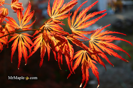 Buy Acer palmatum 'Jeddeloh Orange' Weeping Japanese Maple — Mr Maple ...