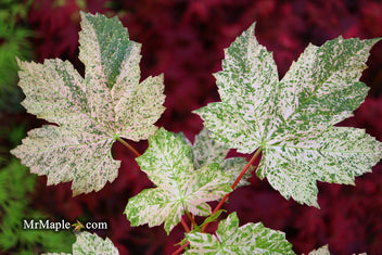 Buy Acer pseudoplatanus 'Esk Sunset' Rare Variegated Eskimo Sunset ...