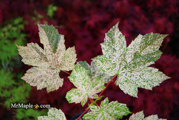 Buy Acer pseudoplatanus 'Esk Sunset' Rare Variegated Eskimo Sunset ...