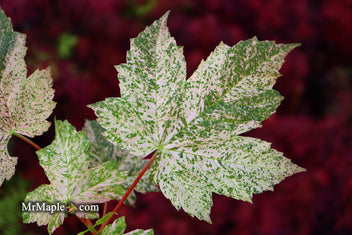 Buy Acer pseudoplatanus 'Esk Sunset' Rare Variegated Eskimo Sunset ...