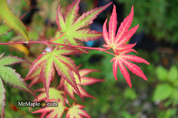 Buy Acer palmatum 'Firefly' Japanese Maple — Mr Maple │ Buy Japanese ...