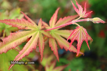 Buy Acer palmatum 'Firefly' Japanese Maple — Mr Maple │ Buy Japanese ...