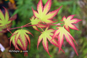 Buy Acer palmatum 'Firefly' Japanese Maple — Mr Maple │ Buy Japanese ...