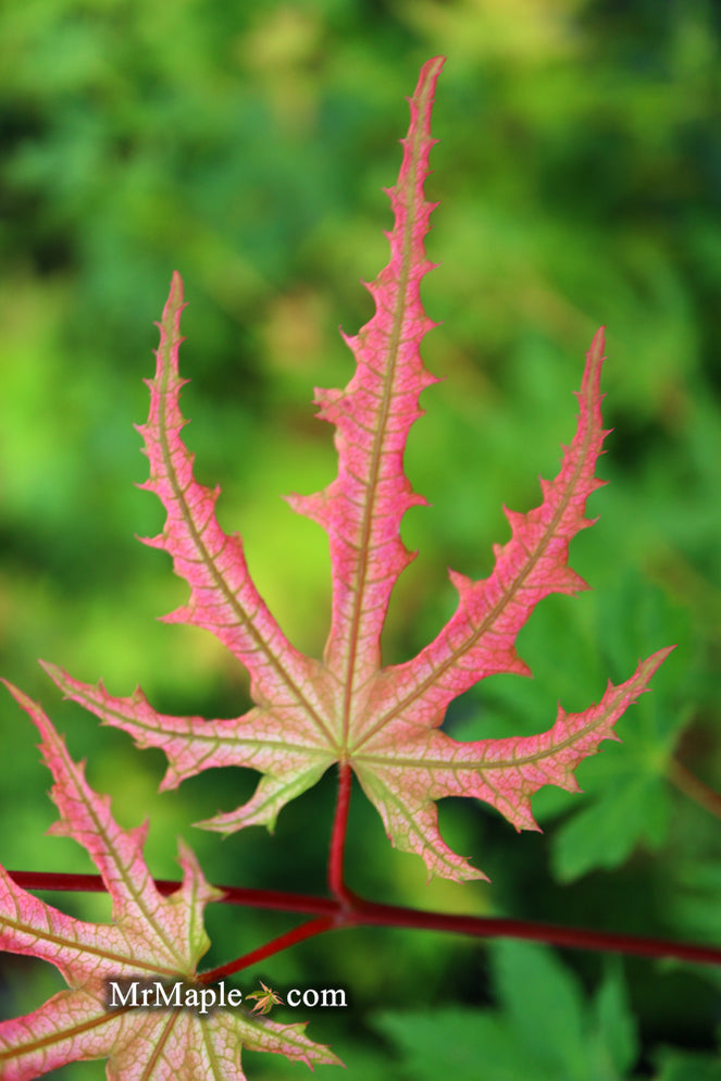 Buy Acer palmatum 'Strawberry Spring' Reticulated Japanese Maple — Mr ...