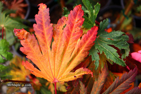 Acer japonicum ‘Rising Sun’ Japanese Maple — Mr Maple │ Buy Japanese ...