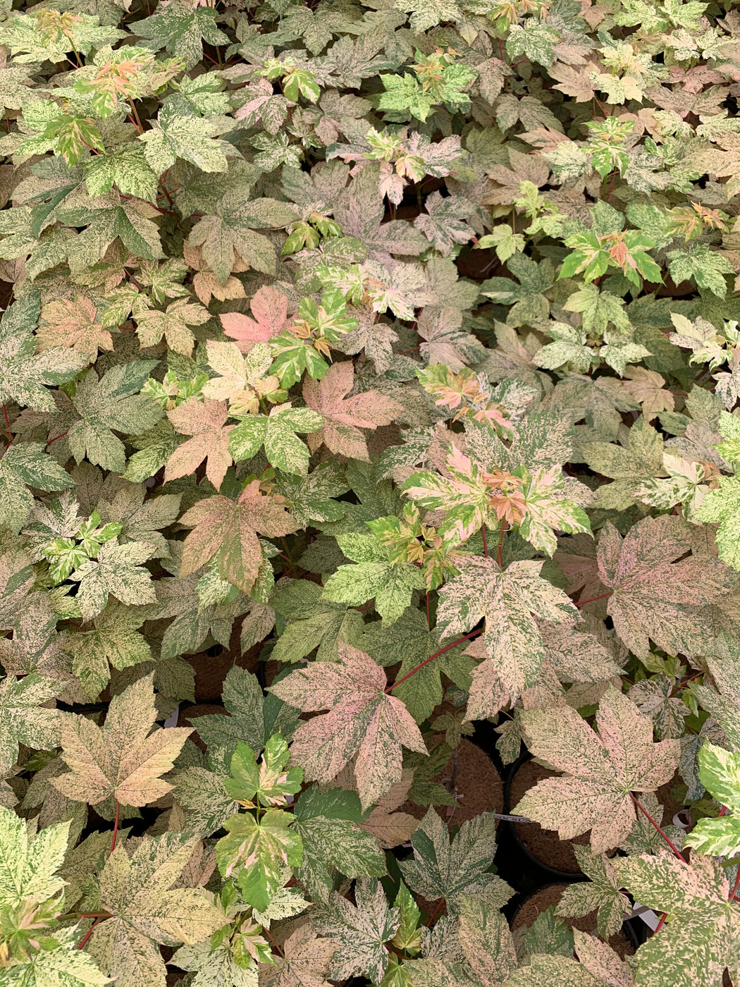 Buy Acer pseudoplatanus 'Esk Sunset' Rare Variegated Eskimo Sunset ...
