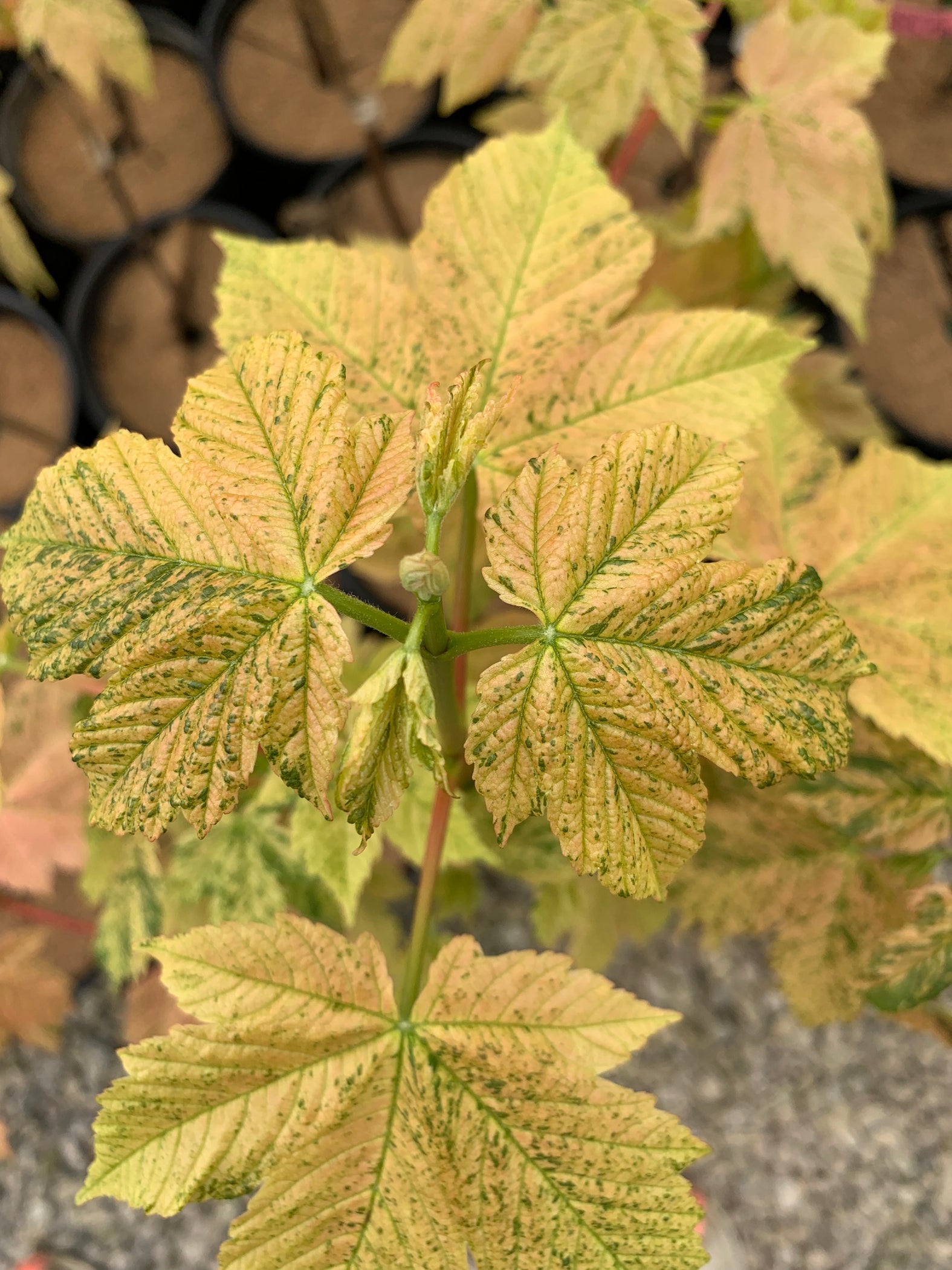 Buy Acer pseudoplatanus 'Esk Sunset' Rare Variegated Eskimo Sunset ...