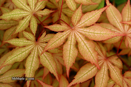 Buy Acer palmatum 'Amber Ghost' Japanese Maple — Mr Maple │ Buy ...