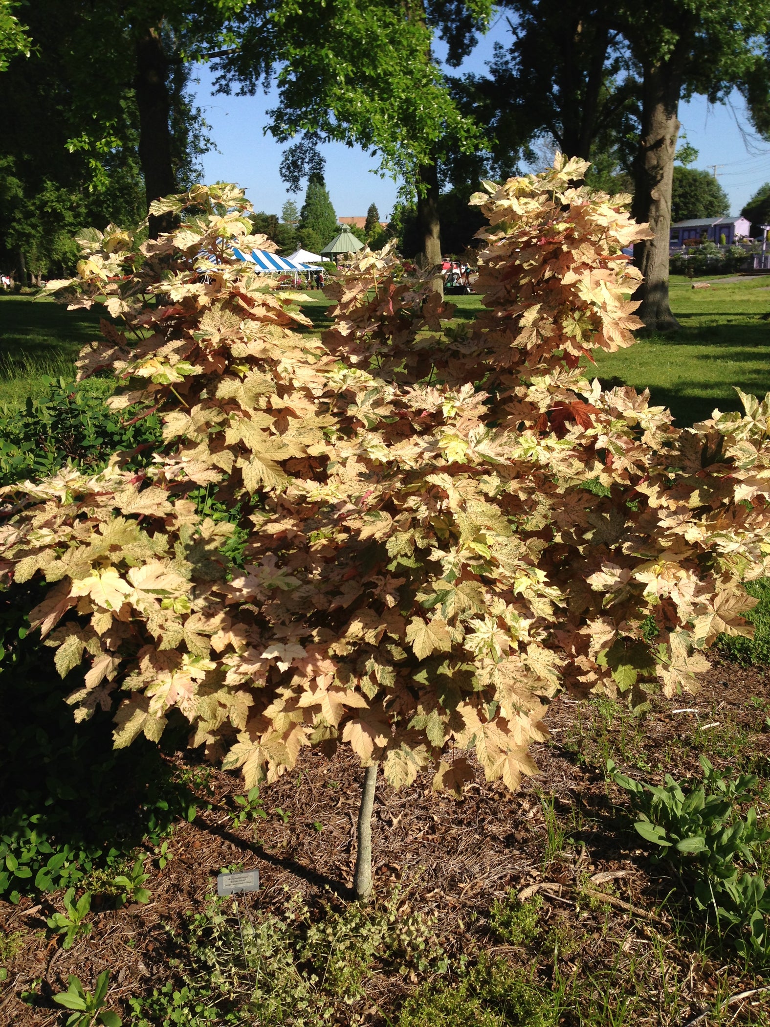 Buy Acer pseudoplatanus 'Esk Sunset' Rare Variegated Eskimo Sunset ...
